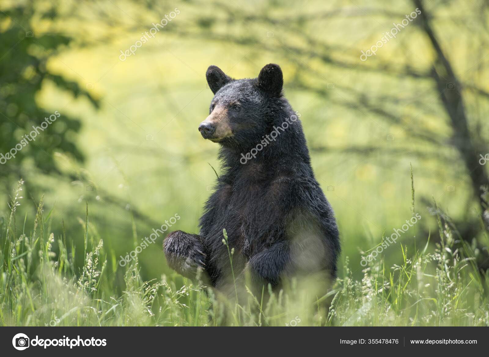 Black Bear Sitting Up