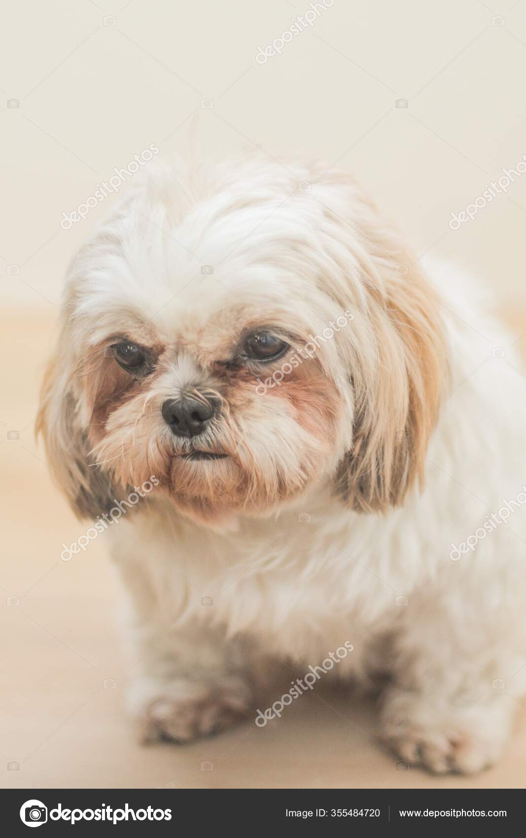 Light Brown Dog Mal Shih Breed Front White Wall — Stock Photo ...
