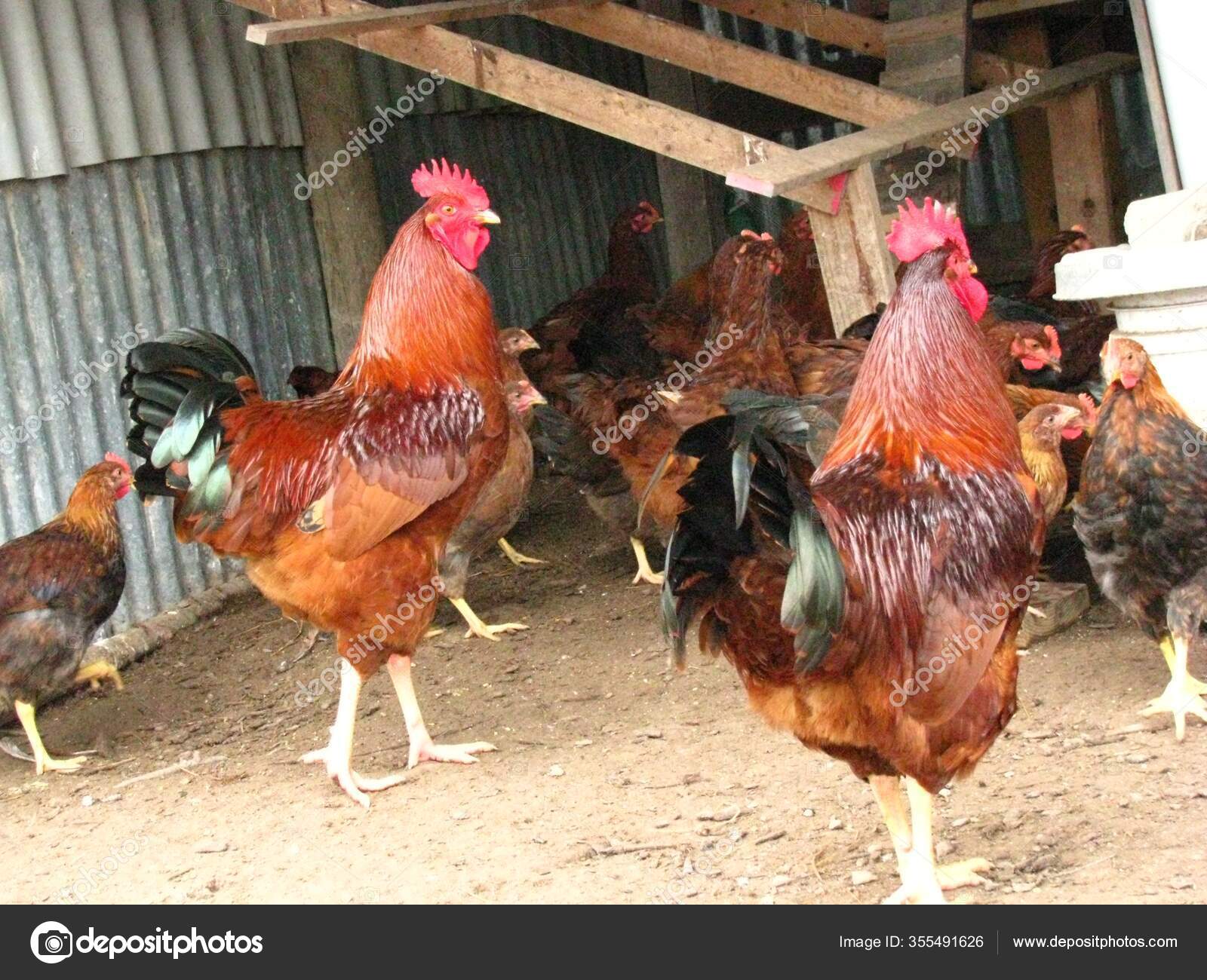Beautiful Chickens Farm Daytime — Stock Photo © Wirestock #355491626