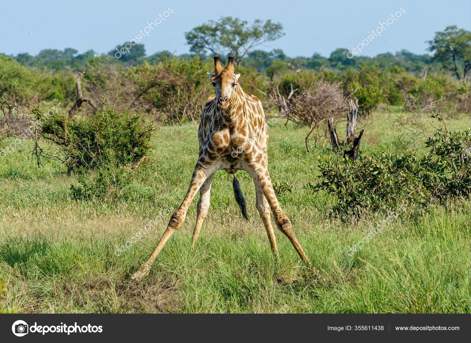 Beautiful Shot Giraffe Spreading Its Front Legs Green Grass Ground ...
