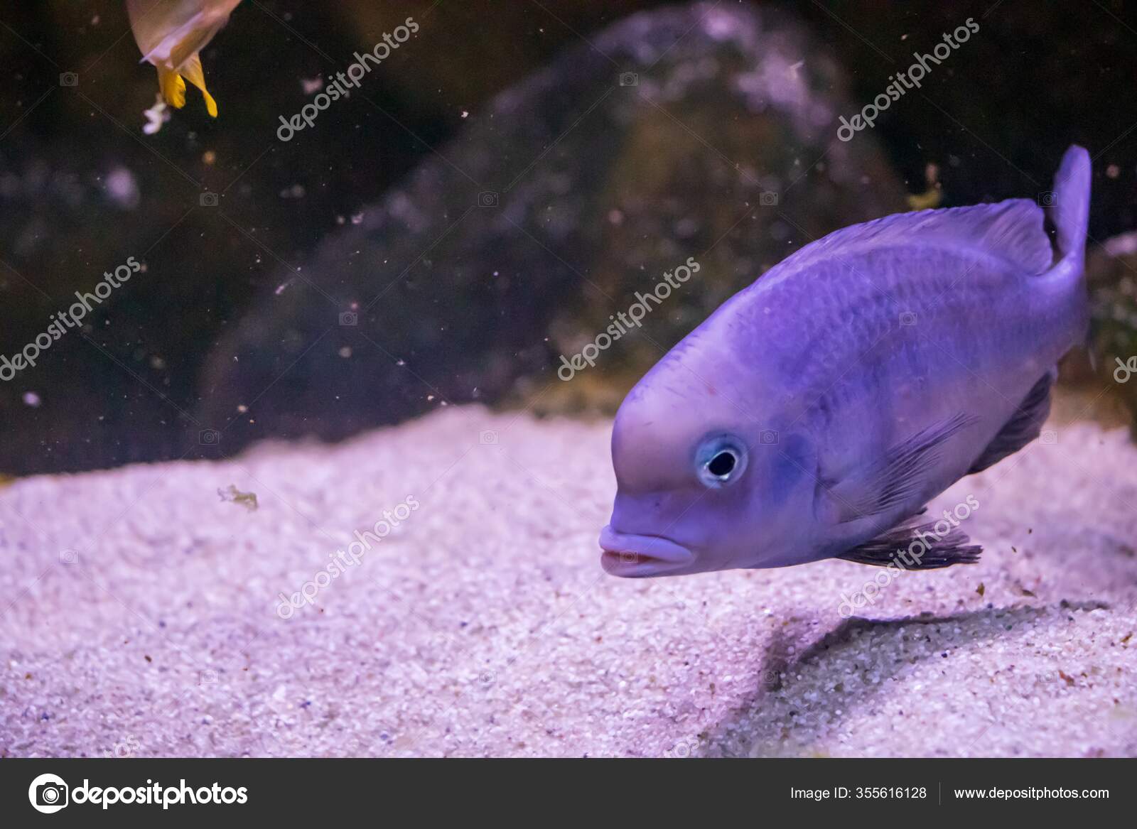 Purple African Cichlid Fish