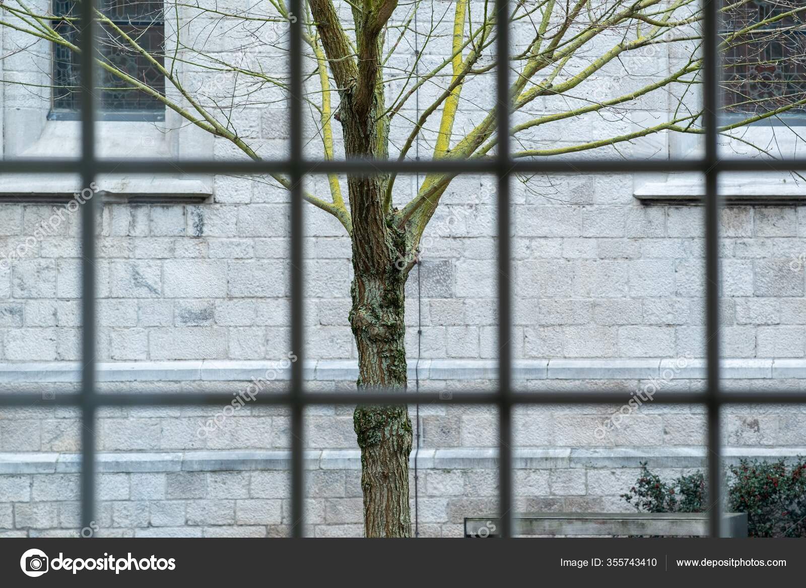 Tree Front Building Seen Window Frames Stock Photo by ©Wirestock 355743410