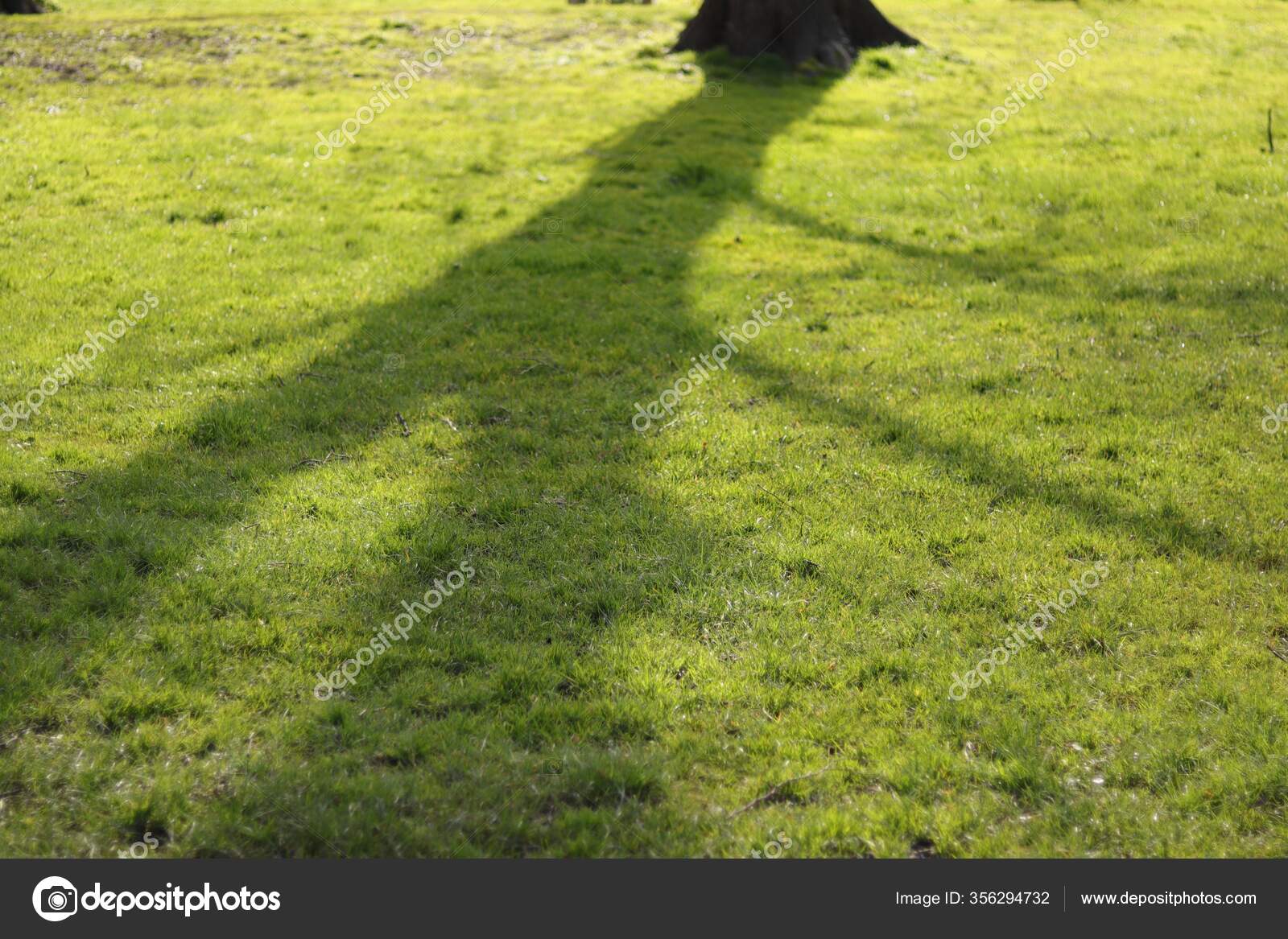 High Angle Shot Shadow Tall Tree Freshly Cut Grass Lawn Stock Photo by ...