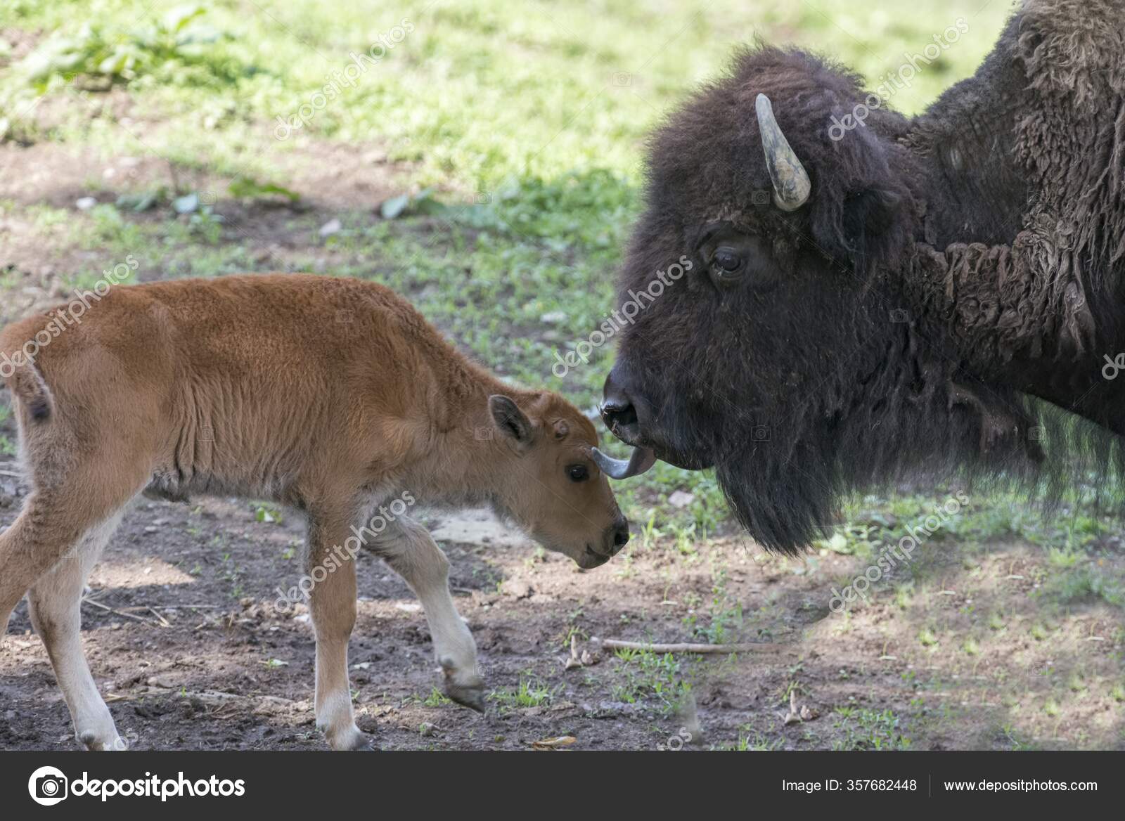 Gran Bisonte Negro Una Cabra Bebé Pie Uno Junto Otro — Foto de stock ...