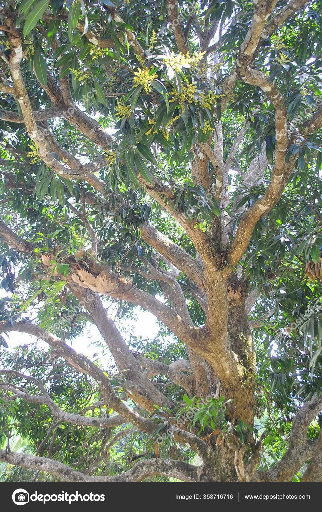 Vertical Shot Big Mango Tree Flowers Branches — Stock Photo © Wirestock ...