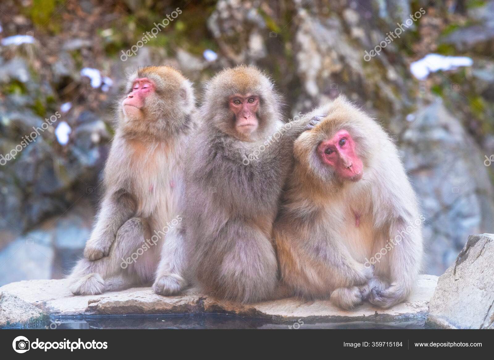 Três Macacos Japoneses Bonitos Sentados Lado Lado Uma Rocha Com — Foto ...