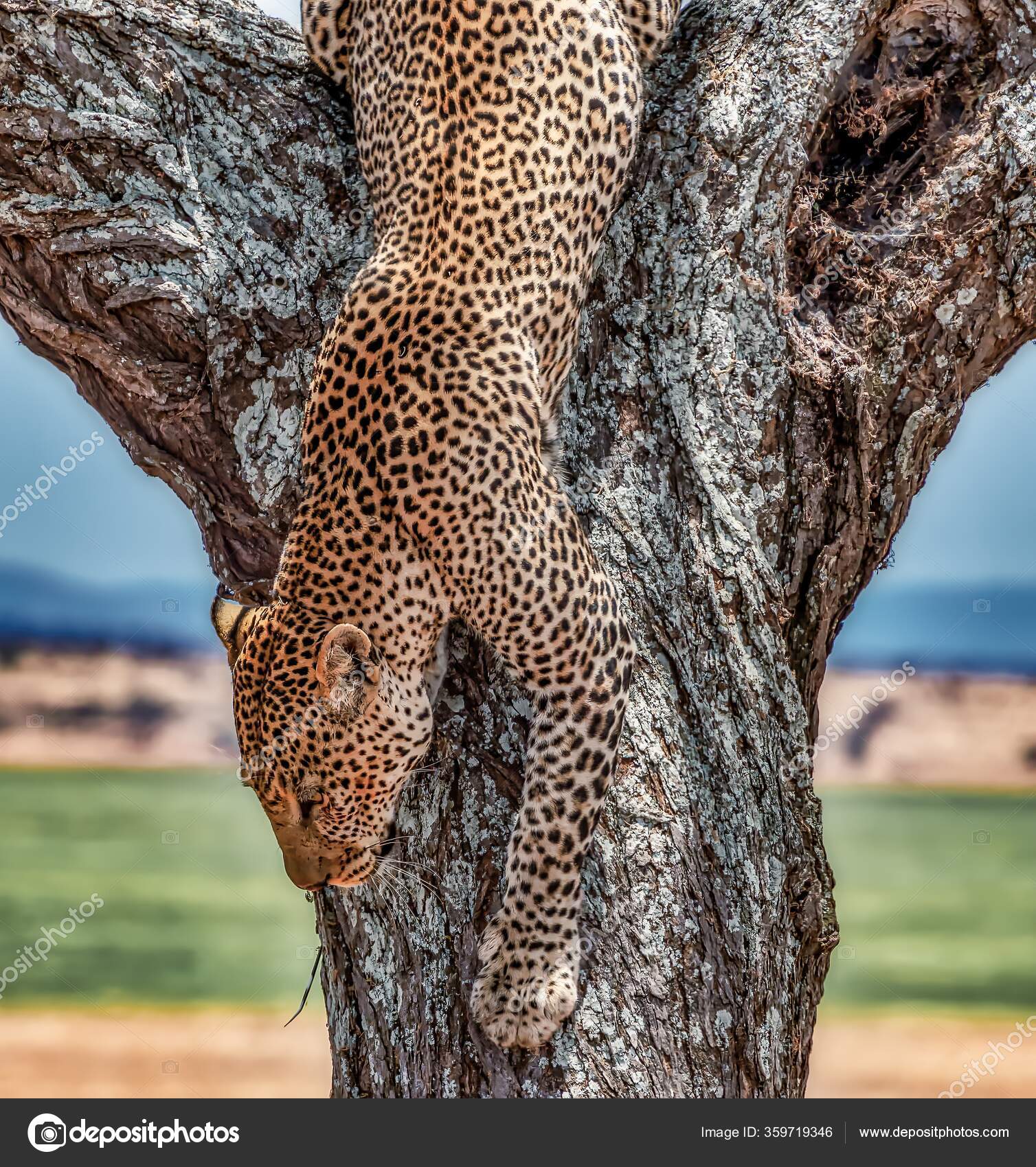 Jaguar Climbing A Tree