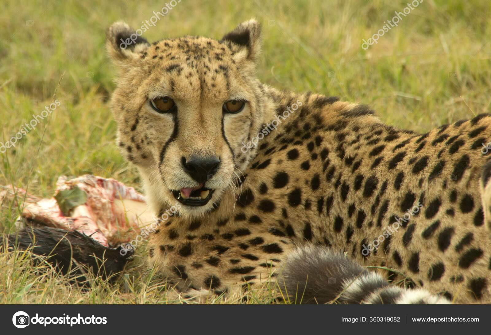 Angry Cheetah