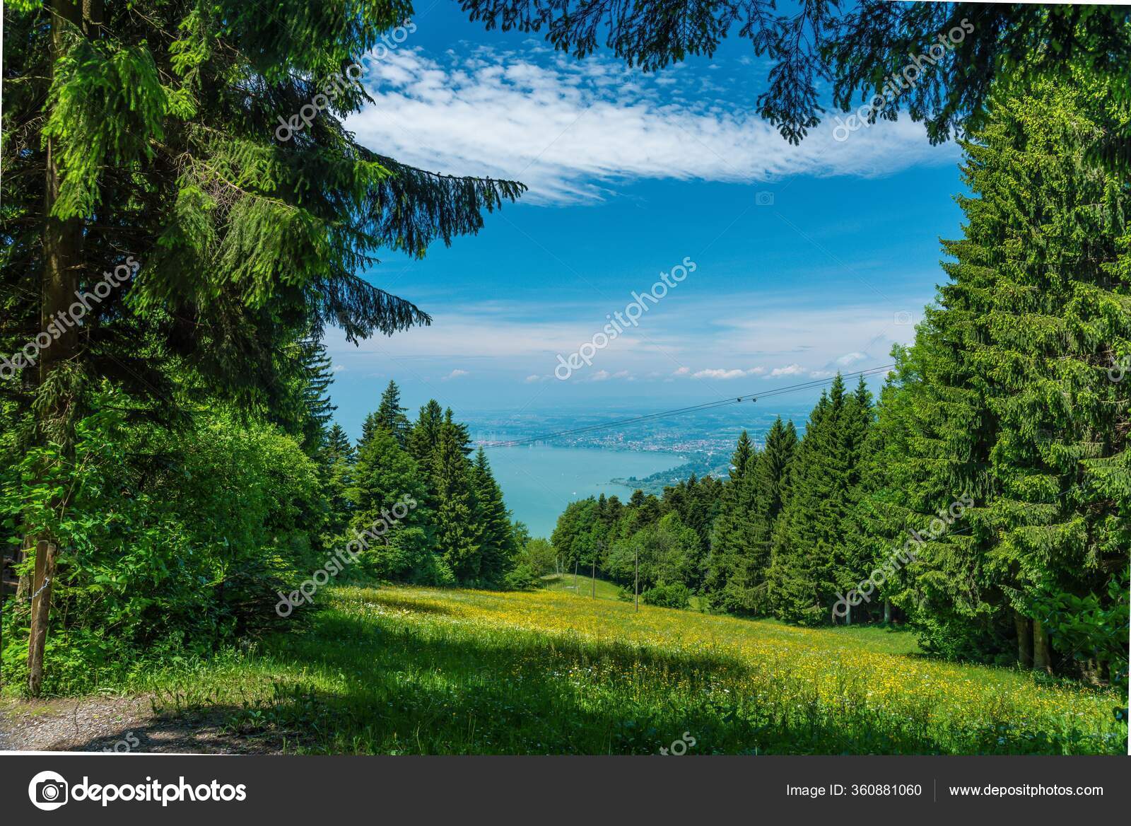 Beautiful Shot Spruce Trees Forest Sea Background — Stock Photo © Wirestock #360881060