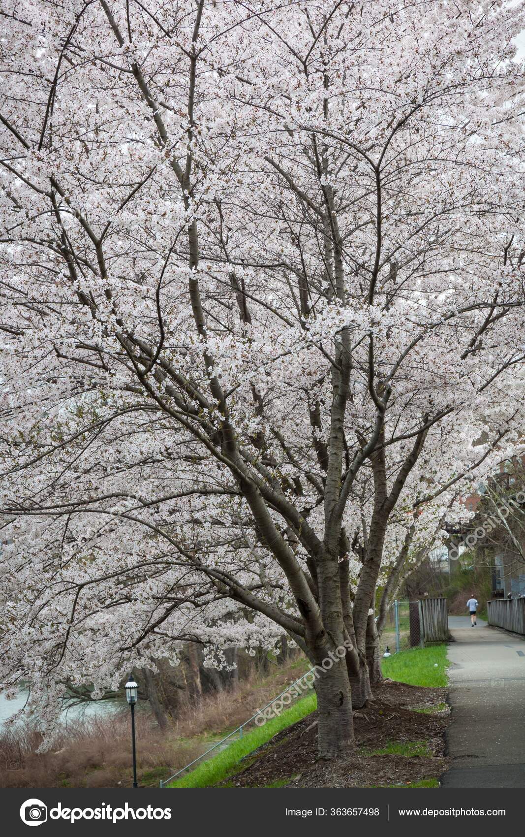 Beautiful Cherry Trees Full Spring Bloom Walkway Hazel Ruby Mcquain ...