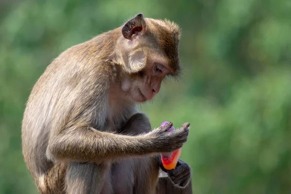 Prayer monkey Stock Photos, Royalty Free Prayer monkey Images ...