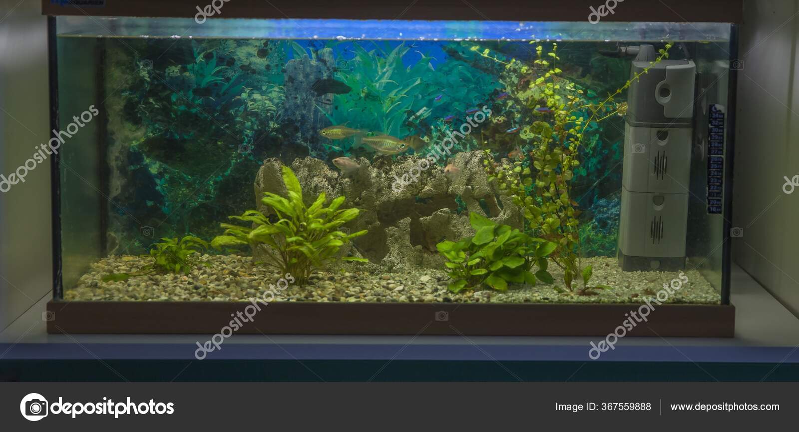 Beautiful Aquarium Background — Stock Photo © Wirestock #367559888