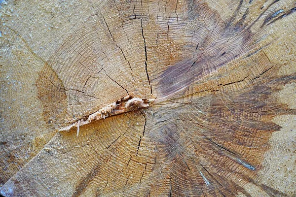 Firewood types Stock Photos, Royalty Free Firewood types Images ...