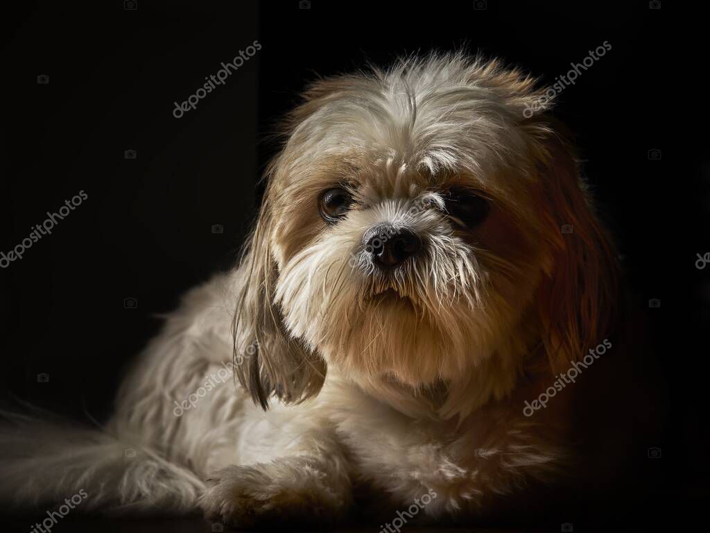 Un primer plano de un hermoso perro Shih-Poo aislado sobre un fondo ...