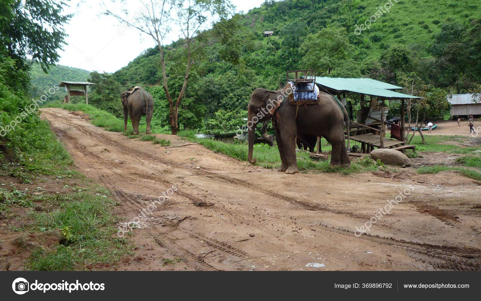 Vertical Shot Elephants Walking Path Nature — Stock Photo © Wirestock ...