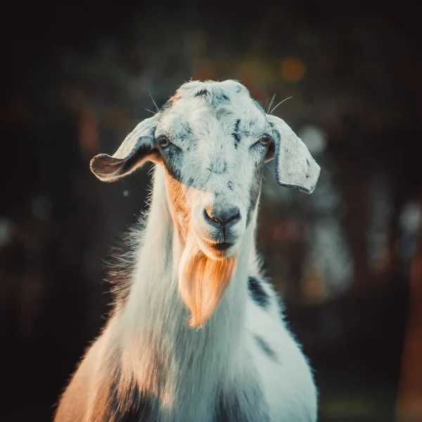 Goat background Stock Photos, Royalty Free Goat background Images ...