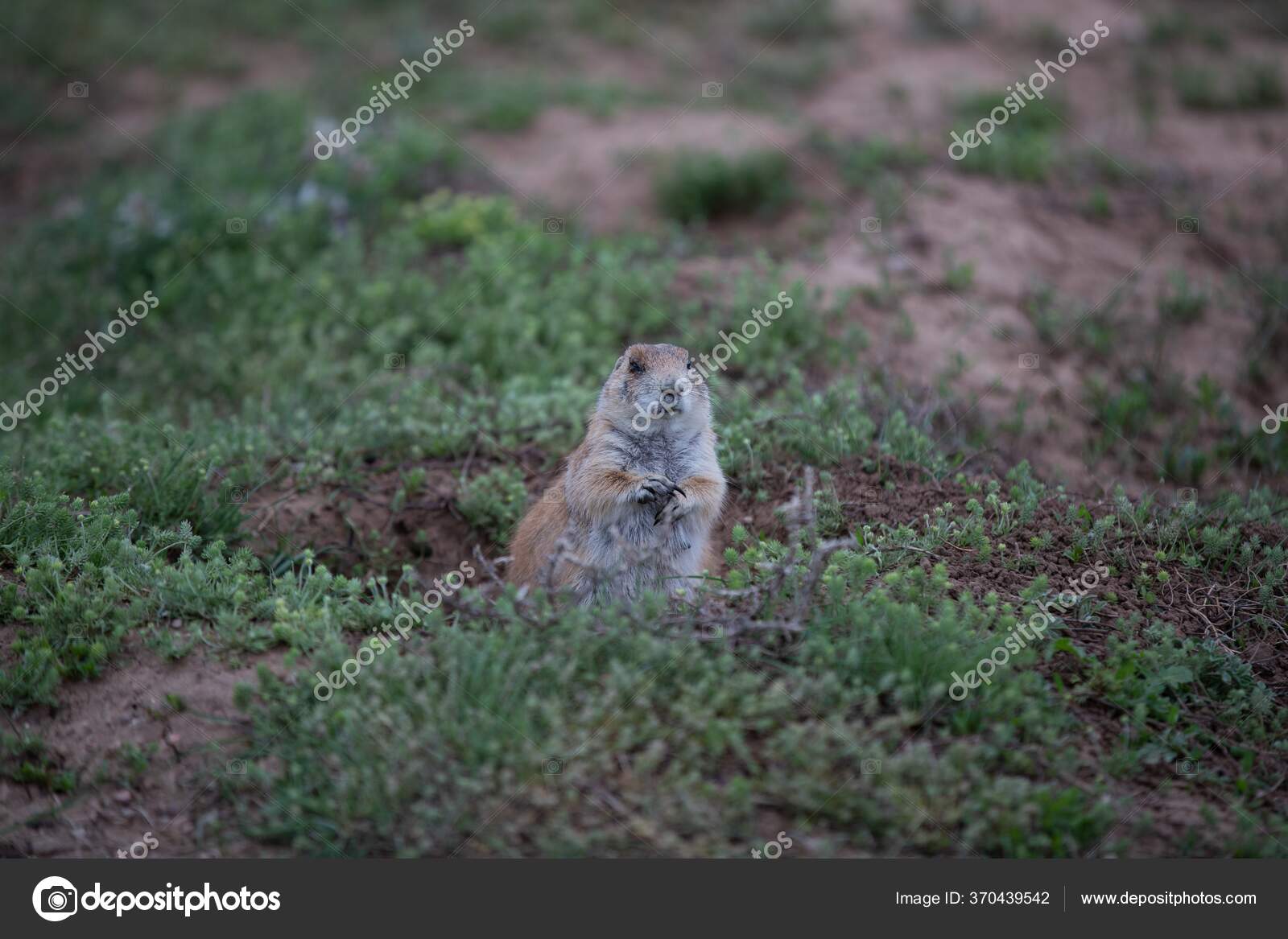 Selective Focus Shot Gopher Grass Field — Stock Photo © Wirestock ...