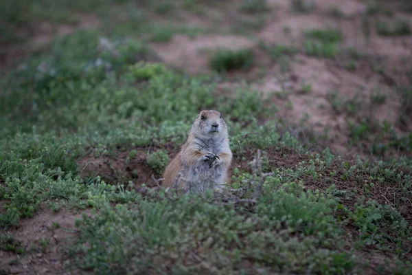 Pictures of a prairie dog Stock Photos, Royalty Free Pictures of a ...