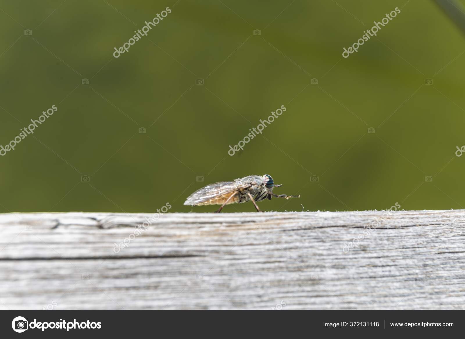 Macro Bug Same Color Wood Tries Camouflage Itself Fence Blurred — Stock ...