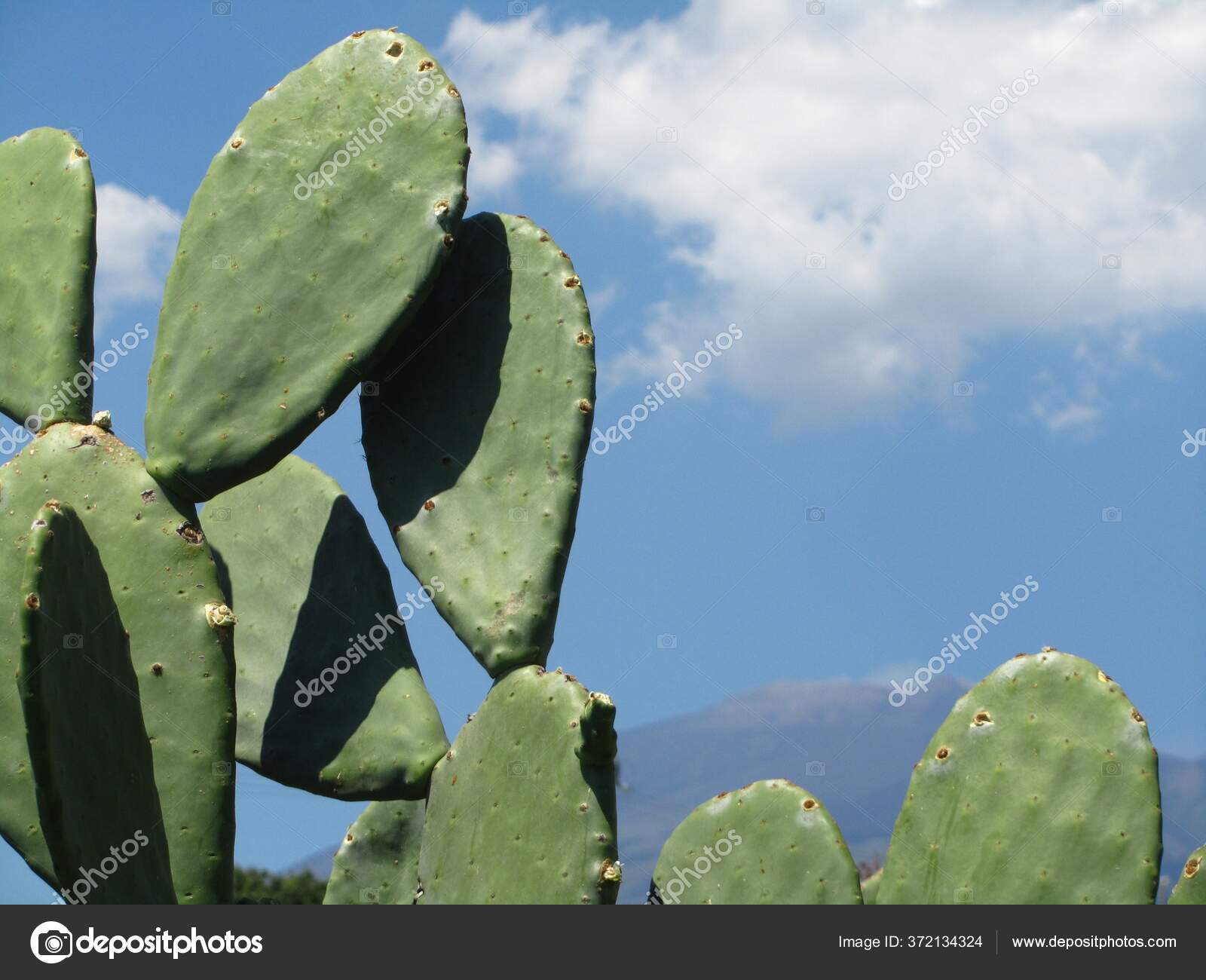 Nopales Cactus Flower