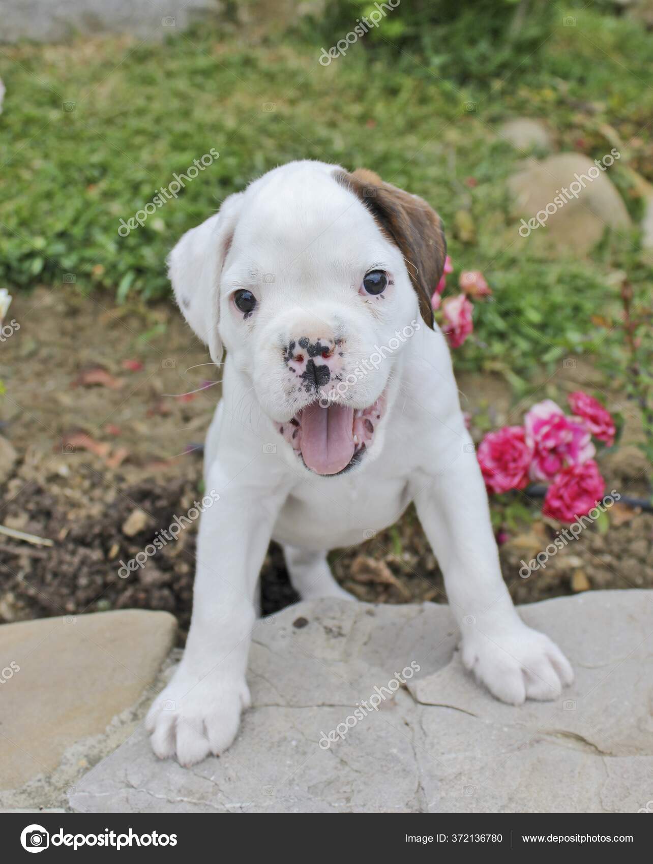 White Boxer Puppy Images