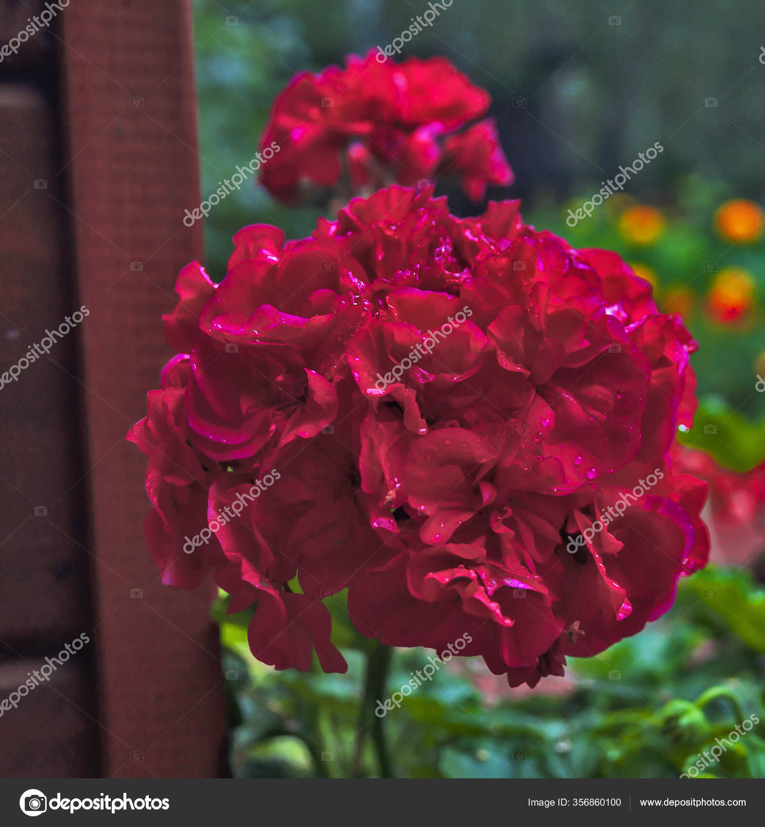 Red Big Geranium Morning — Stock Photo © master1994365@mail.ru #356860100