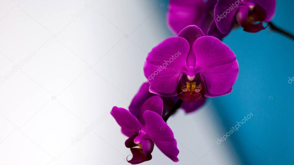 Orqu deas sobre fondo turquesa. Flores en el tallo. Flores de orqu dea ...