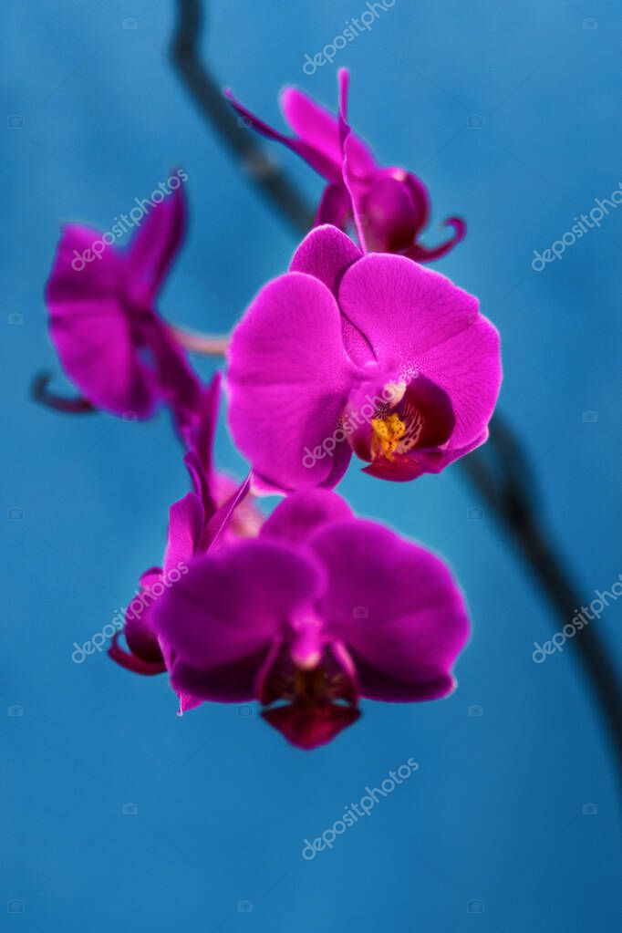 Orquídeas sobre fondo turquesa. Flores en el tallo. Flores de orquídea ...