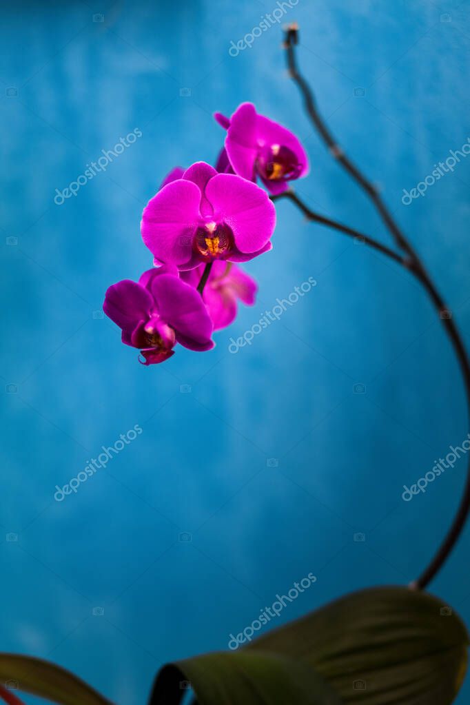 Orqu deas sobre fondo turquesa. Flores en el tallo. Flores de orqu dea ...