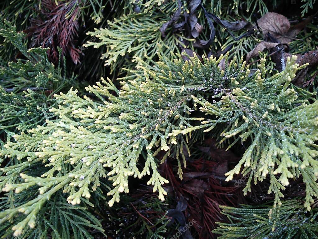 Ramas verdes y hojas de thuja. Thuja se utiliza para el paisajismo de ...