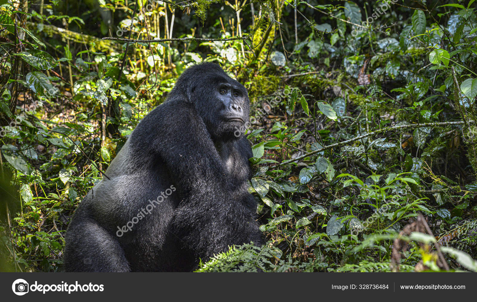Mountain Silverback Gorilla Bwindi Impenetrable National Park Uganda ...