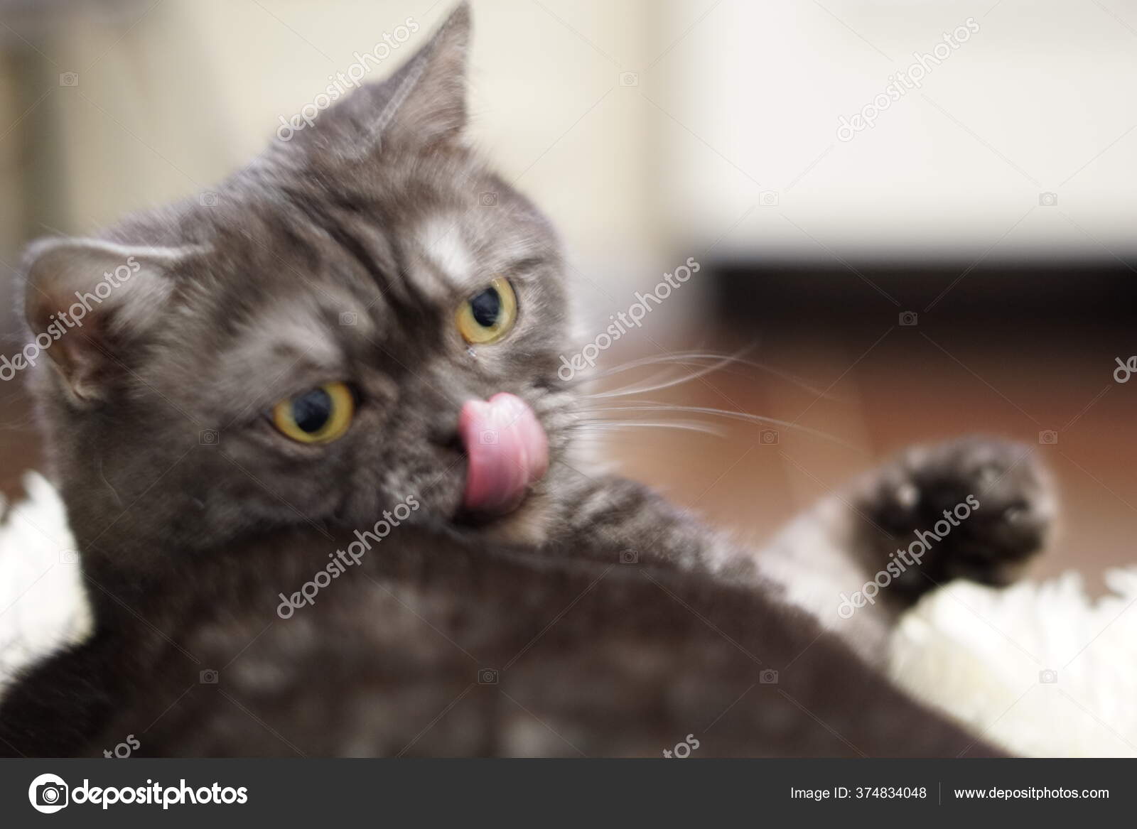 Smiling grey cat on chair. — Stock Photo © vlyubov #374834048