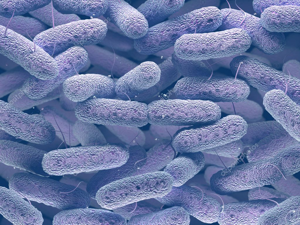 Enterobacteriaceae Familia de bacterias 2024