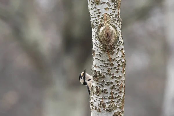 Picoides pubescens Stock Photos, Royalty Free Picoides pubescens Images ...