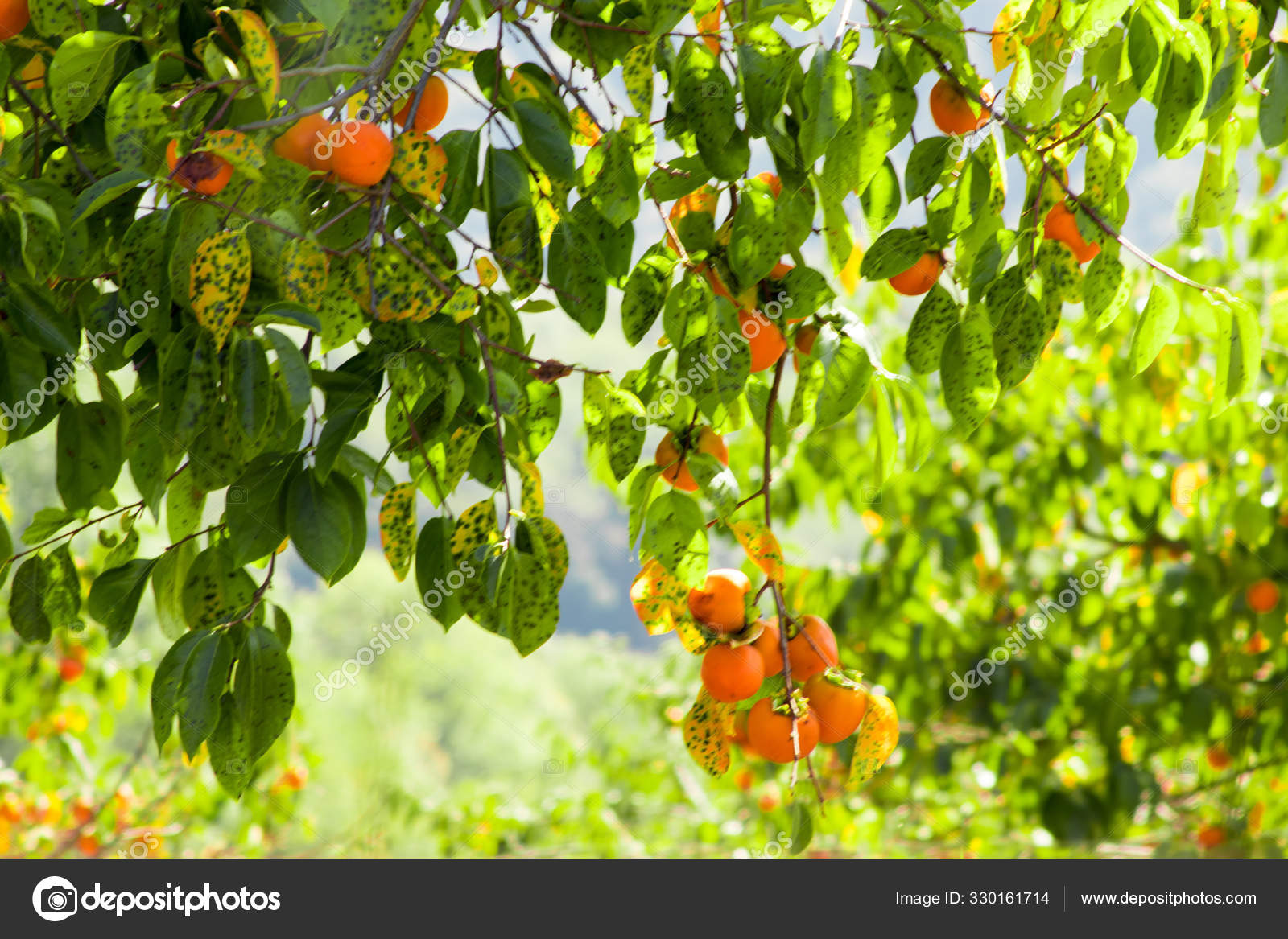 Persimmon tree Stock Photo by ©Volodya83 330161714