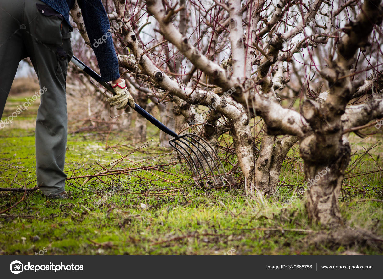 Man Picking Branches Freshly Pruned Fruit Trees Winter Farmer Pitch ...