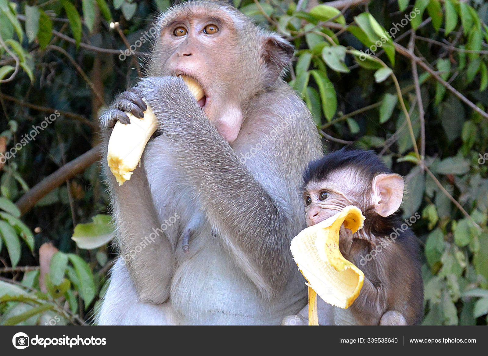Baby Chimpanzee Eating Banana
