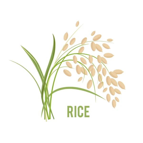 Panicles Vector Art Stock Images | Depositphotos