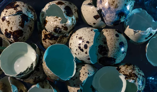 Flying fish eggs Stock Photos, Royalty Free Flying fish eggs Images ...