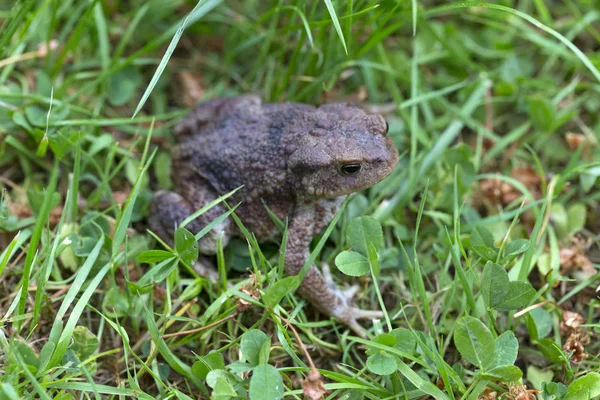 Poop toad Stock Photos, Royalty Free Poop toad Images | Depositphotos