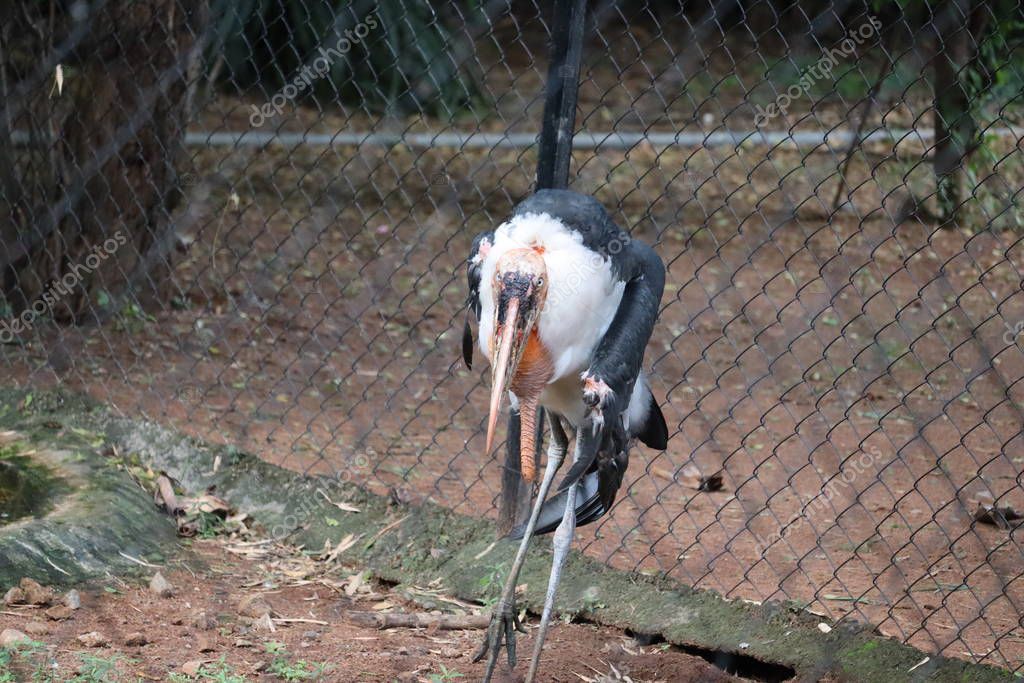 Enorme ayudante mayor (Leptoptilos dubius) en la jaula del zoológico. Esta gran cigüeña tiene un ...