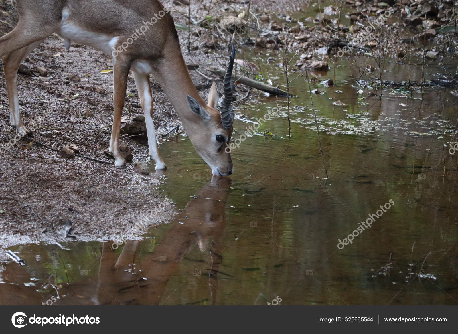 Impala herd with reflections in water.beautiful impala antelope ...