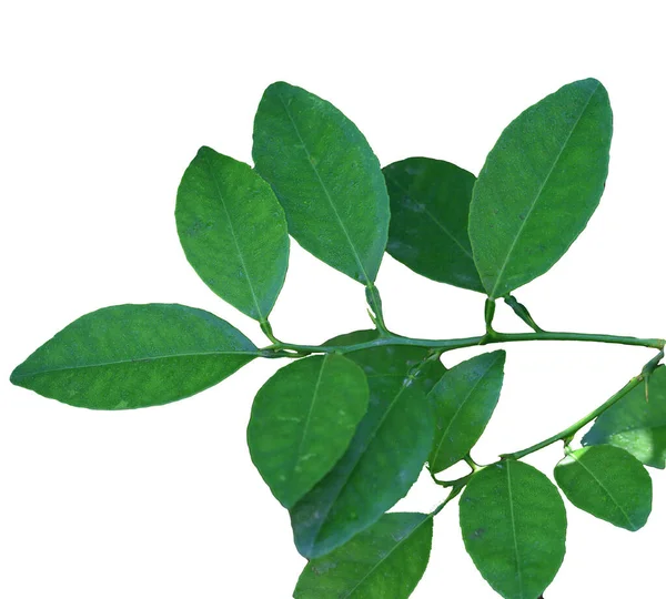 Moringa leave Stock Photos, Royalty Free Moringa leave Images ...