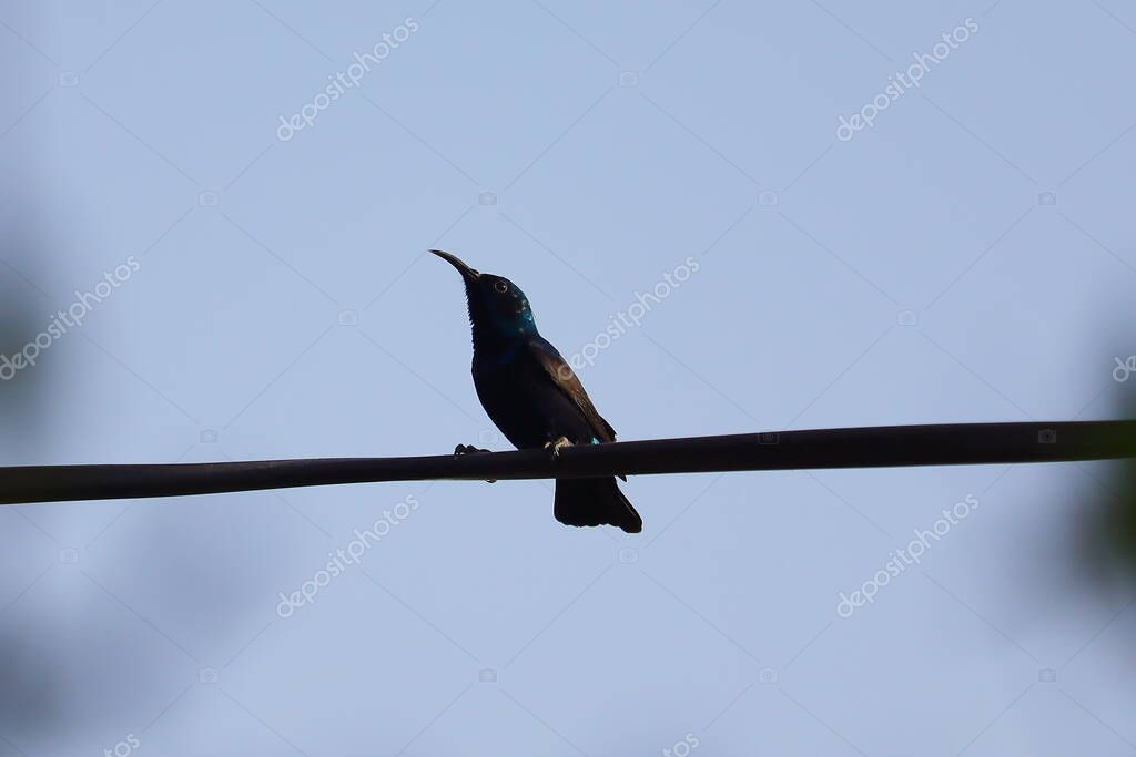 Un colibrí negro posado sobre un cable negro de electricidad contra el ...