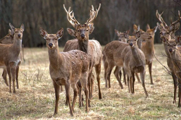 wild animals in the forests of Russia, in the spring, when nature comes ...