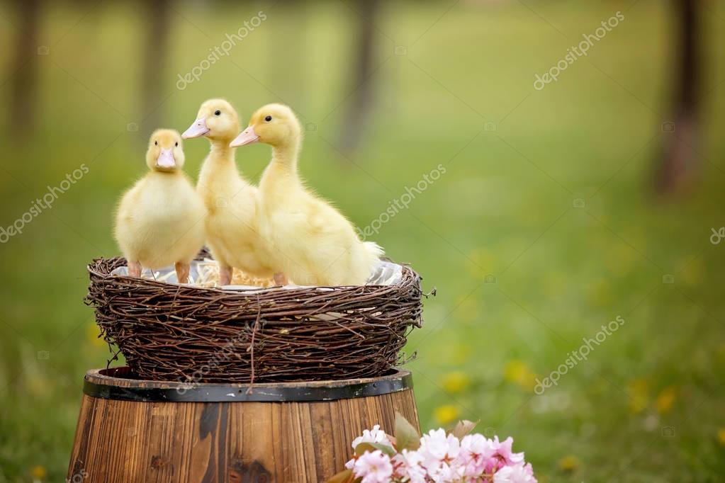 Tres patitos en un parque de primavera en un nido 2025