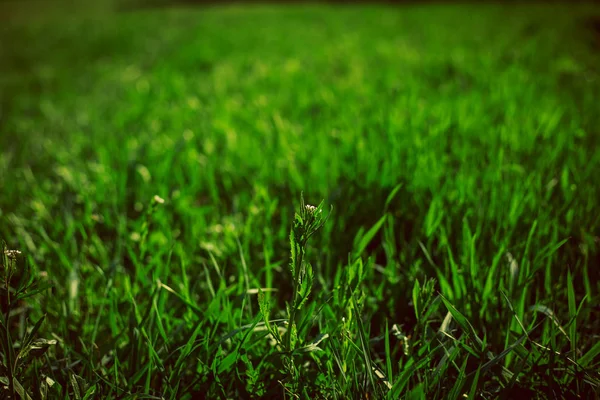 Green ground Stock Photos, Royalty Free Green ground Images | Depositphotos