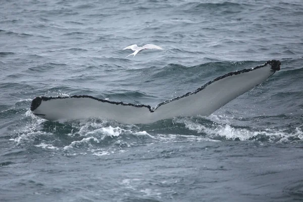 Fluking Stock Photos & Royalty-Free Images | Depositphotos