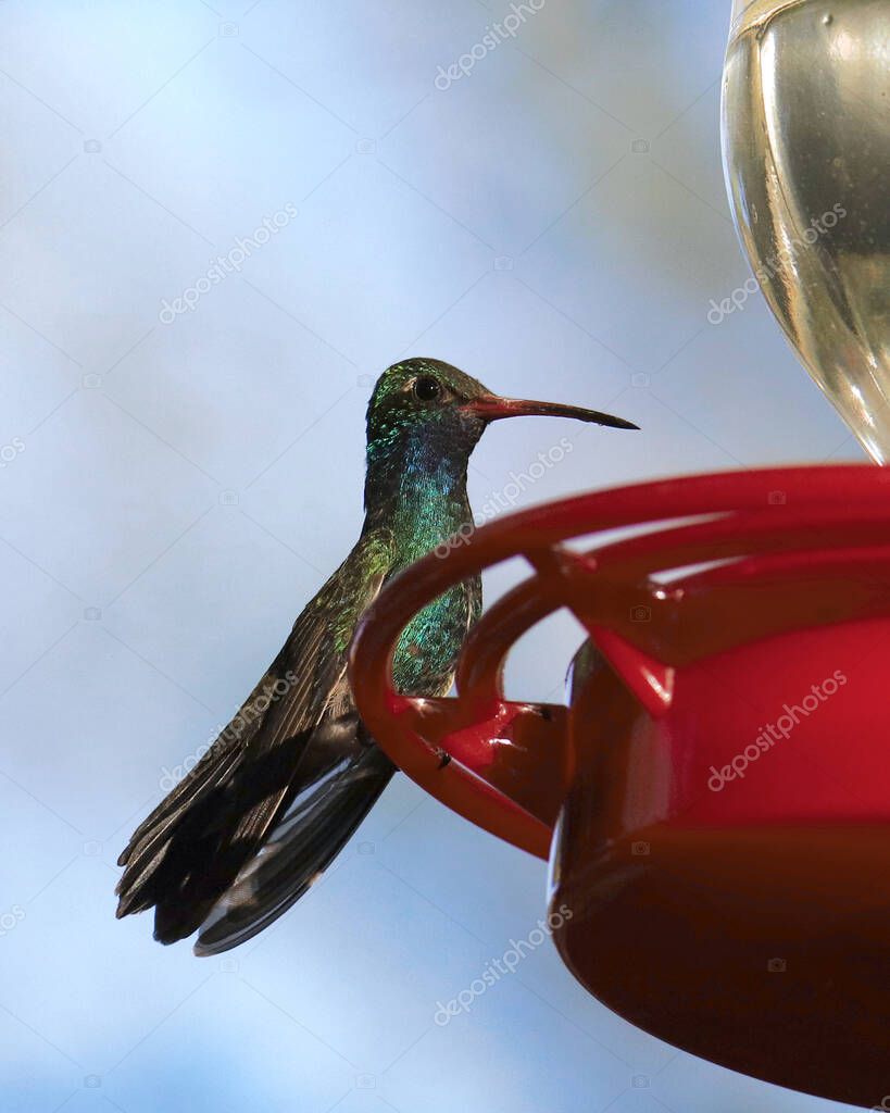 Colibr de pico ancho (macho) en un comedero de colibr es tradicional) (cynanthus latirostris) 2024