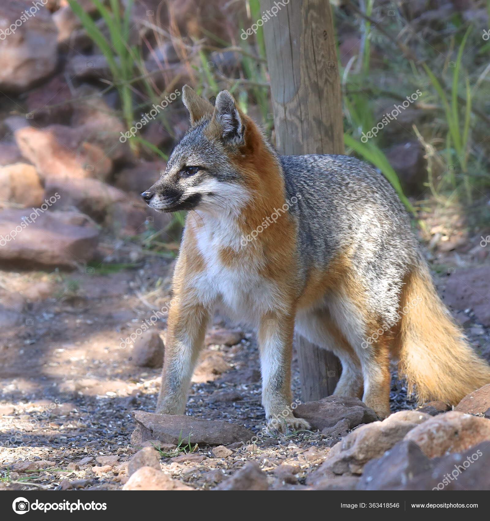 Urocyon Cinereoargenteus Kit